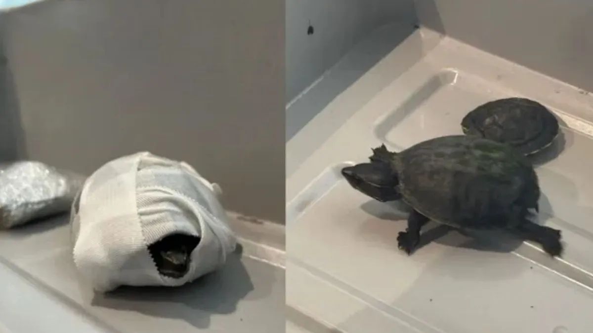 Turtle In Bra? TSA Catches Woman Smuggling Turtle Pair At Miami Airport