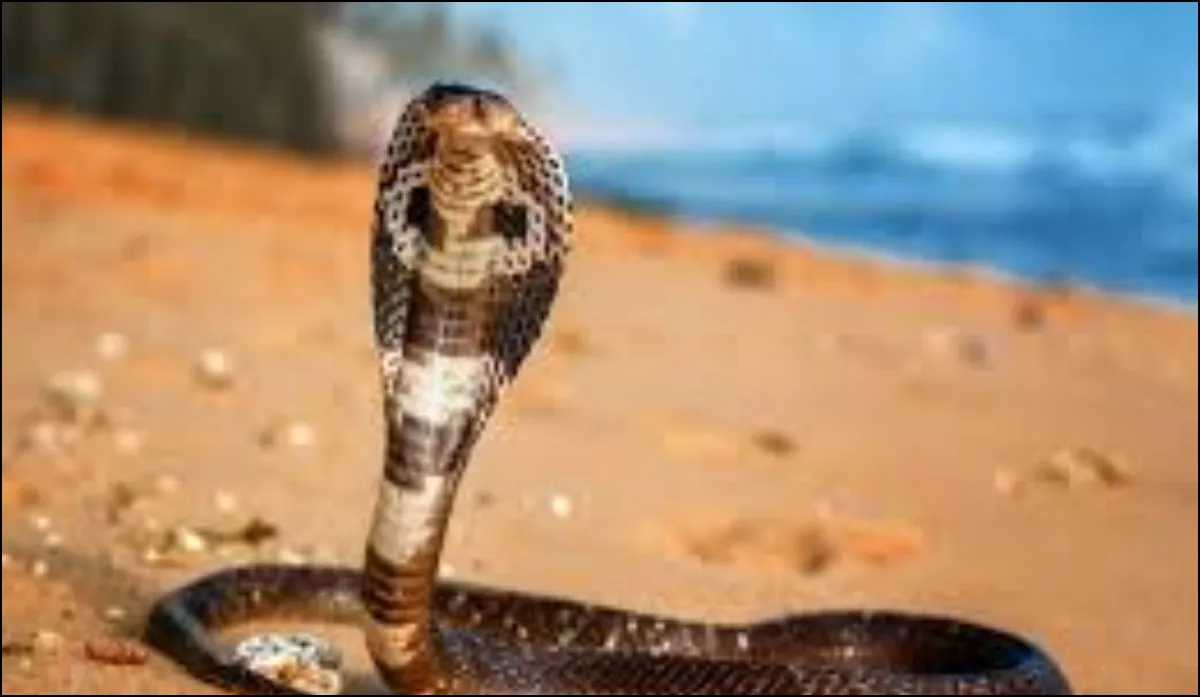Bihar: One-Year-Old Child Bites Cobra To Death In West Champaran