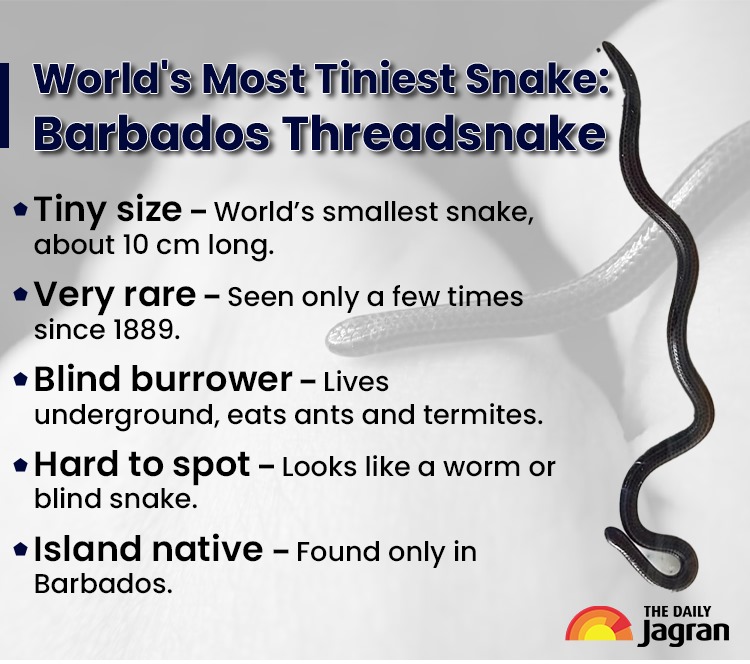 World's Tiniest Snake Found After 20 Years: Scientists Find A Snake ...