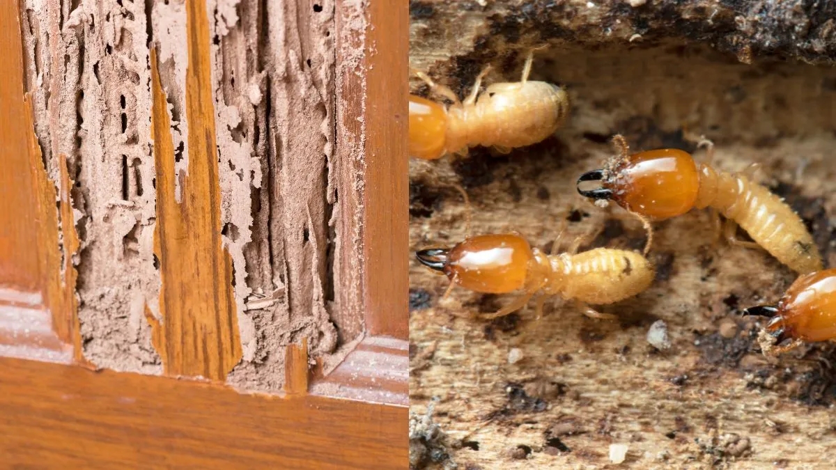 Deemak In Wooden Furniture? 6 Home Remedies To Get Rid Of Termites On A ...