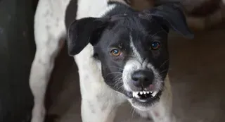 Bengaluru: 68-Year-Old Man Dies After Stray Dogs Attack In Kodigehalli ...