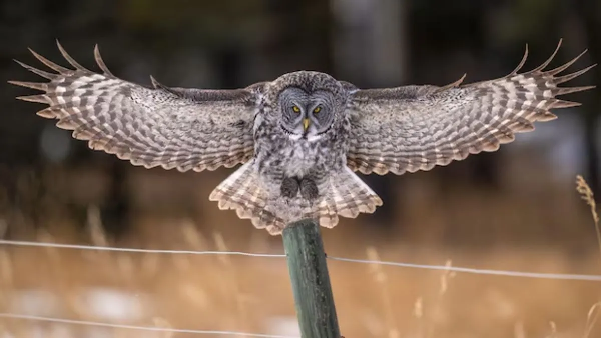 Owl-Inspired Planes Could Save Millions? Inside The Aviation Hack That ...
