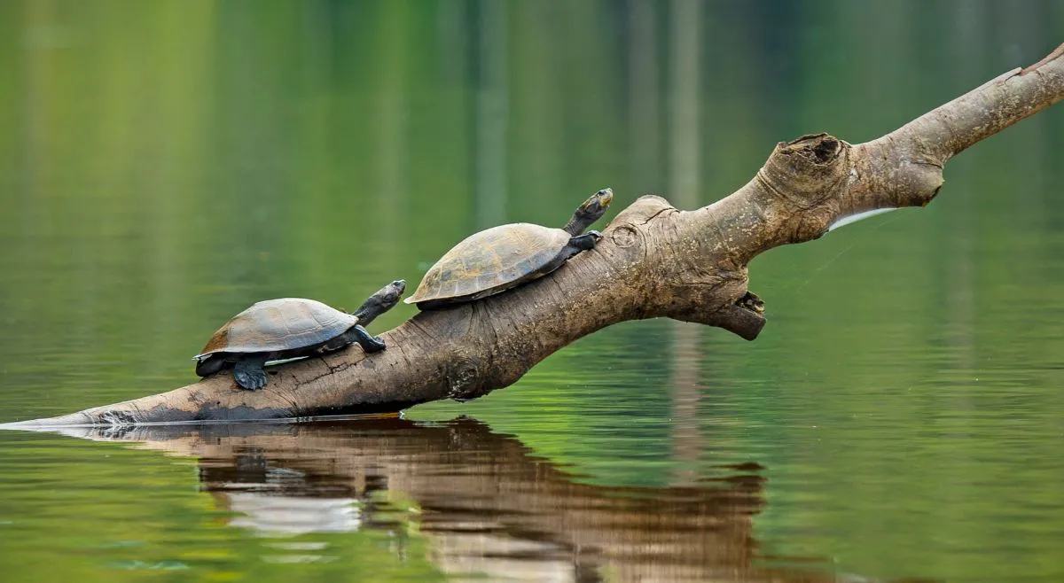 The Reptile That Breathes Through Its Butt Will Blow Your Mind