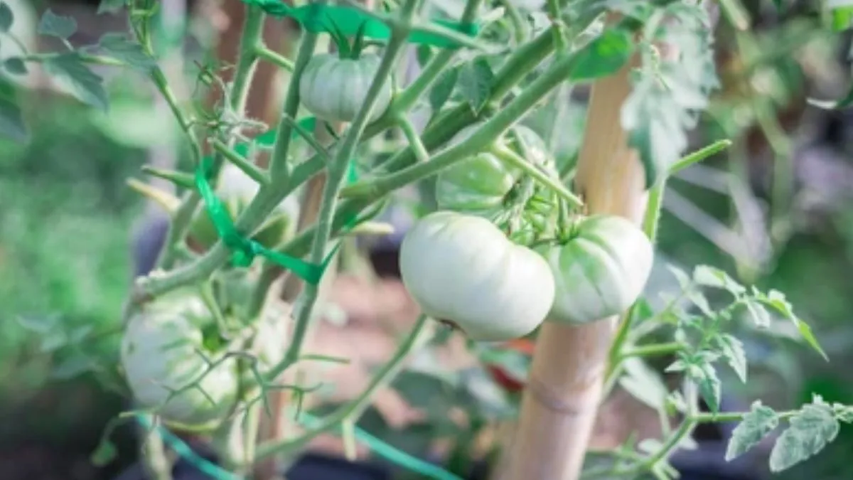 What Is White Tomato Extract? Why Is It A New Skincare Hero?