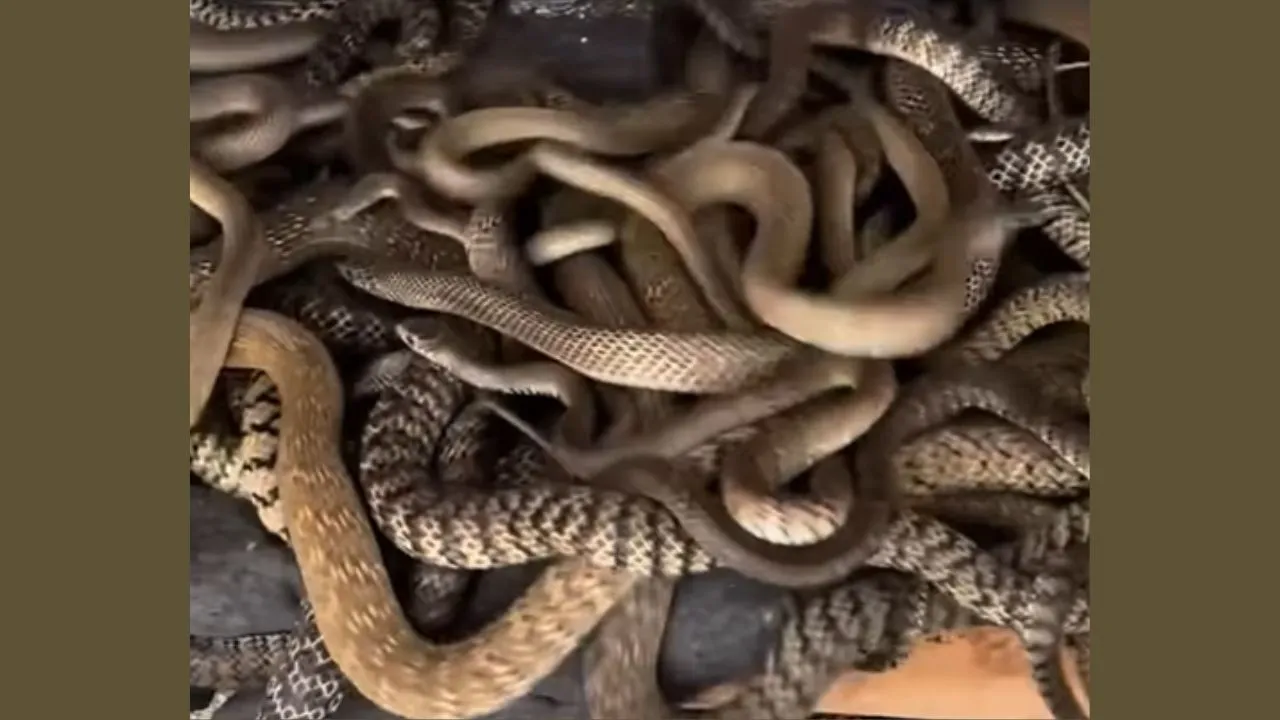 Woman Secretly Raises Dozens Of Snakes Inside Her Bed; Shocking Viral ...