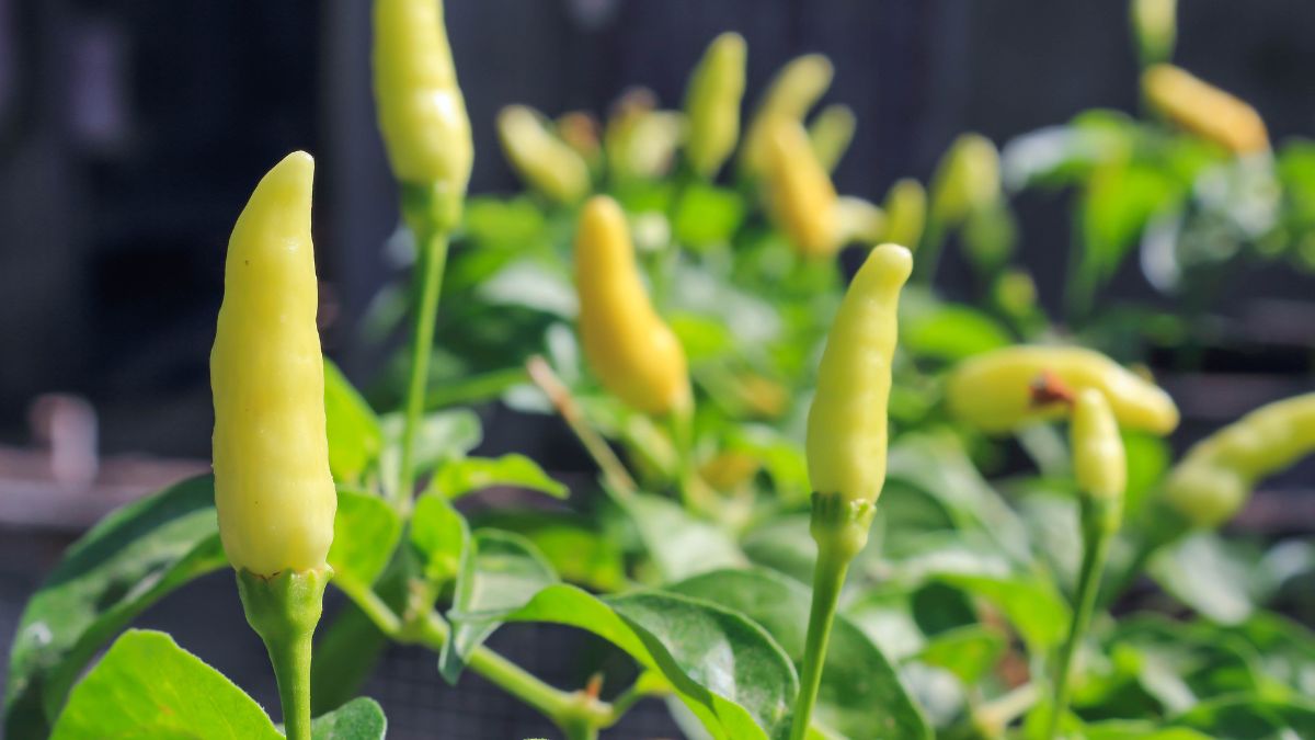 How To Grow Green Chillies At Home? The Easiest Indian Tricks For Fresh ...