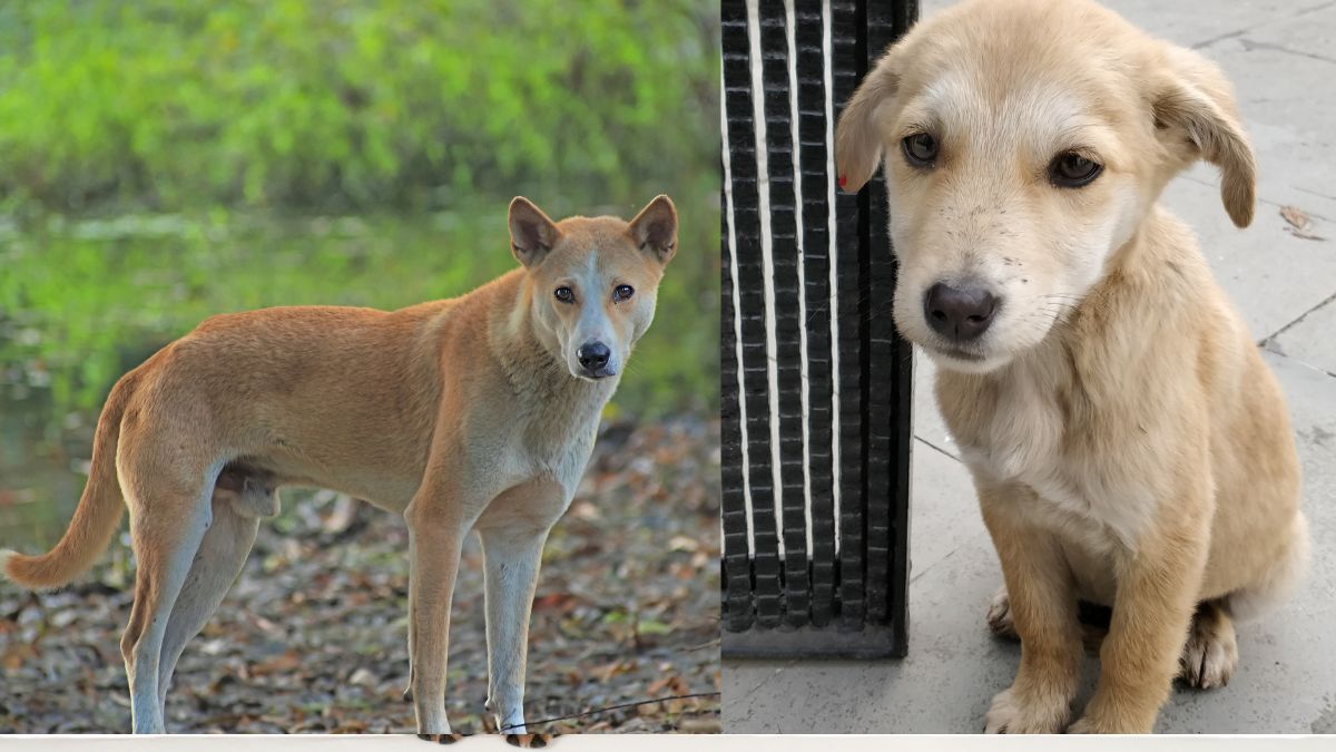 10 Most Popular Dog Breeds Owned By Indian Pet Lovers