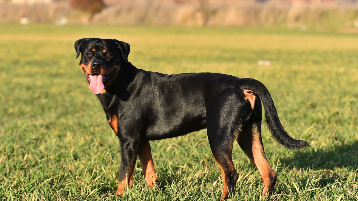 10 Most Popular Dog Breeds Owned By Indian Pet Lovers