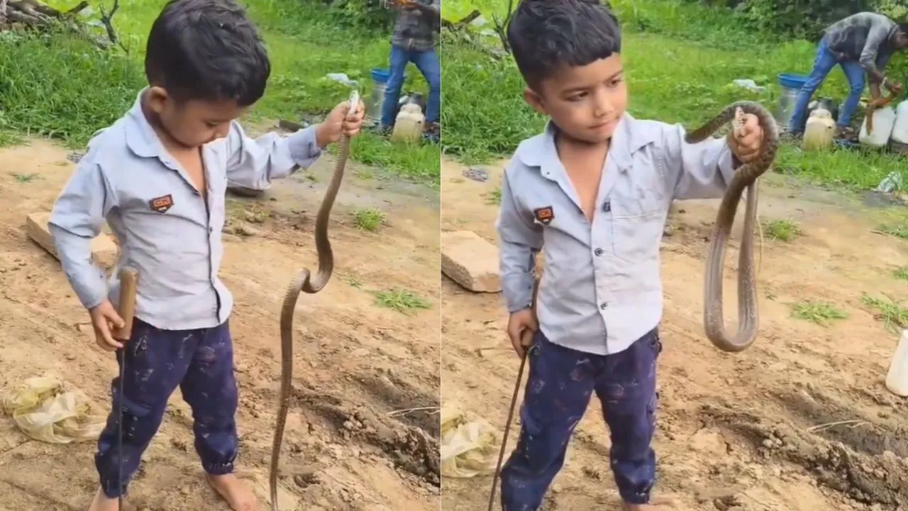 Child Fearlessly Picks Up Snake With Bare Hands In Viral Video, Internet Stunned By Daring Act