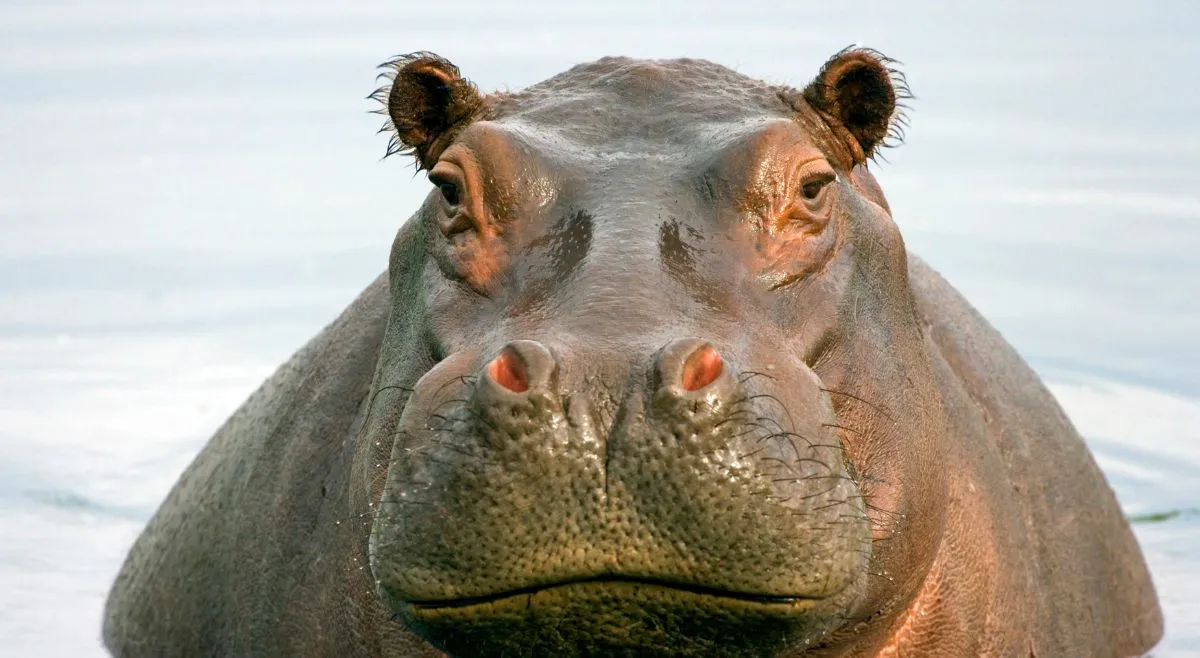 Is Hippopotamus' Milk Pink? Know The Truth Behind This Viral Assumption