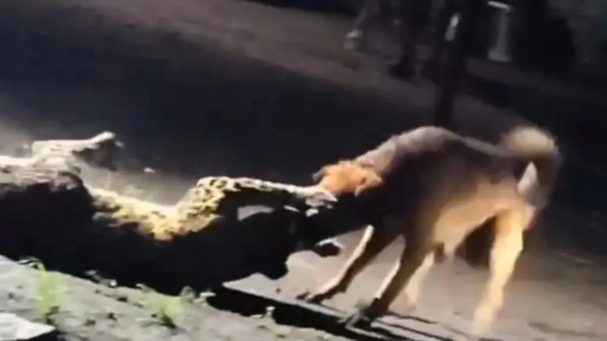 Watch: Stray Dog Drags Leopard 300 Metres In Nashik; Viral Video Shocks Internet