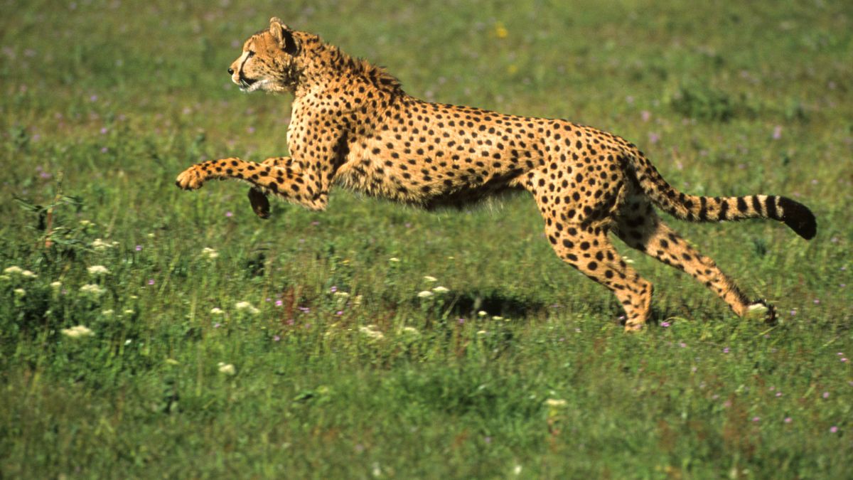 Do You Know Which Is The Fastest Animal In The World?