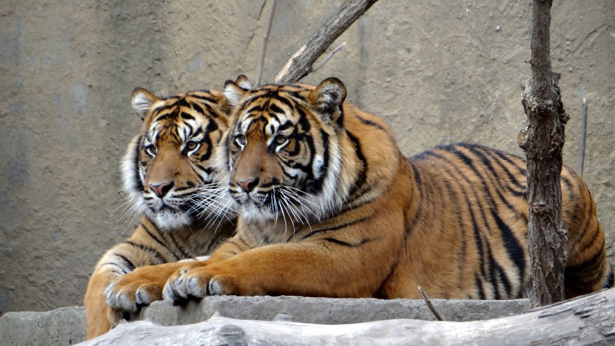 National Zoo Awareness Day: 50+ Awareness Quotes And Messages To ...