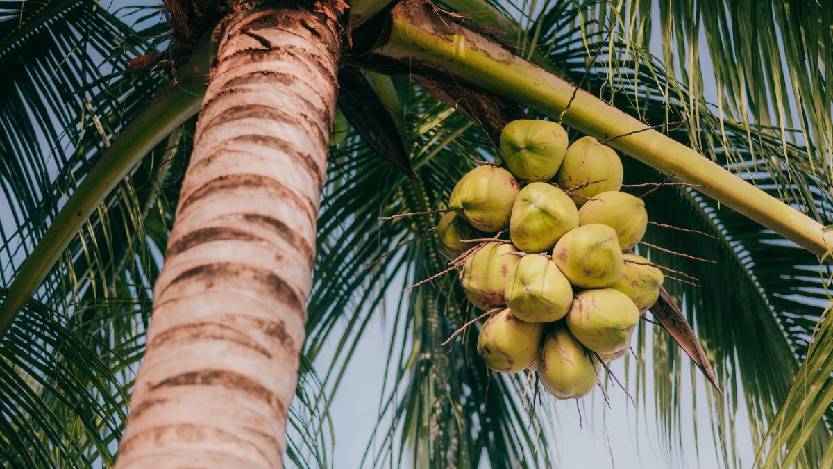30 Surprising Facts About The Coconut Fruit On World Coconut Day