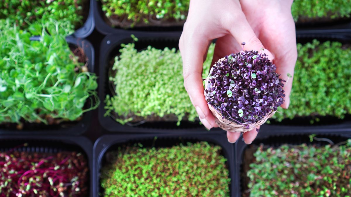 How To Grow Microgreens At Indian Homes In 10 Days?