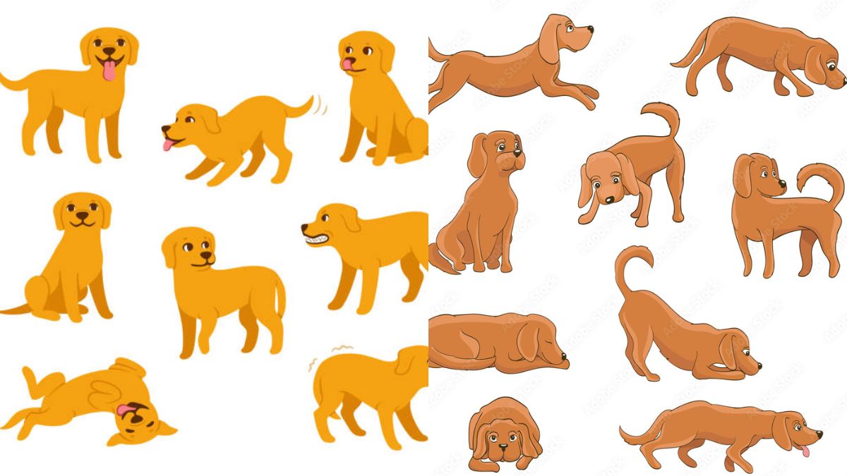 What Do Different Dog Tail Wags Mean? Decode Your Pet’s Behaviour
