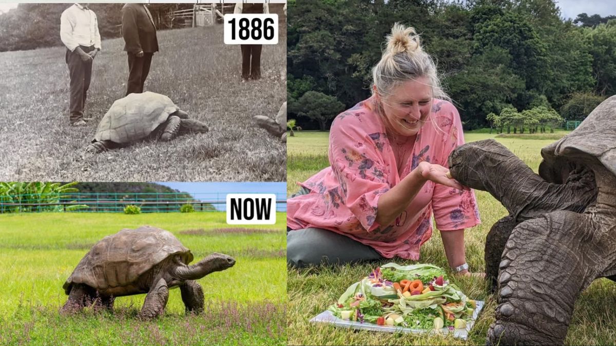 Did You Know The Oldest Living Land Animal On Earth Is 192 Years Old? Here's The Fun Fact