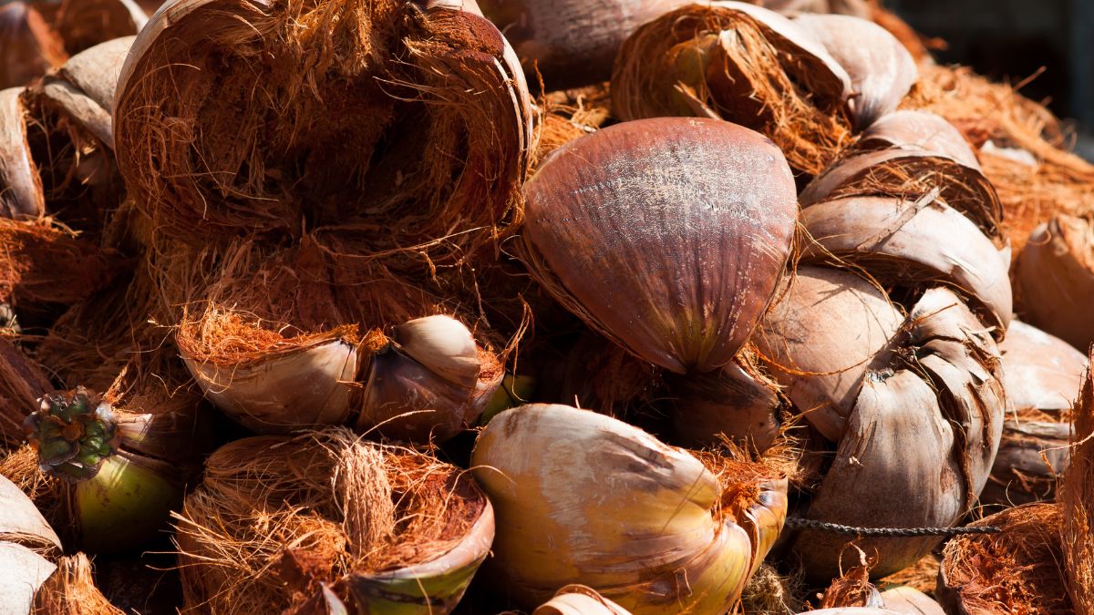 7 Clever Uses Of Coconut Husk You’ll Wish You Knew Sooner