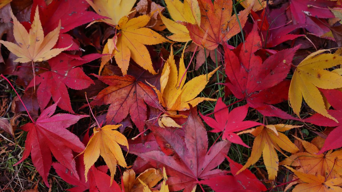 Do You Know Why Leaves Change Colour In Autumn? Know Science And Magic ...