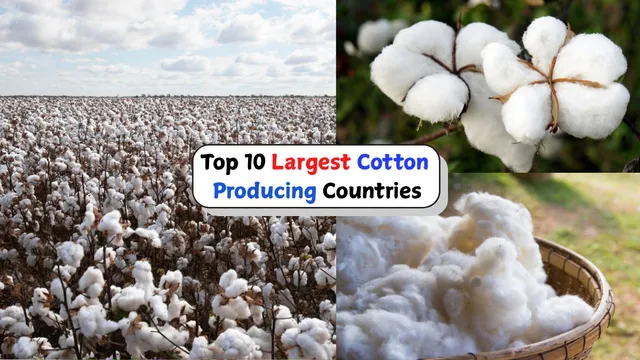 Top 10 Largest Cotton Producing Countries In The World In 2025| World ...