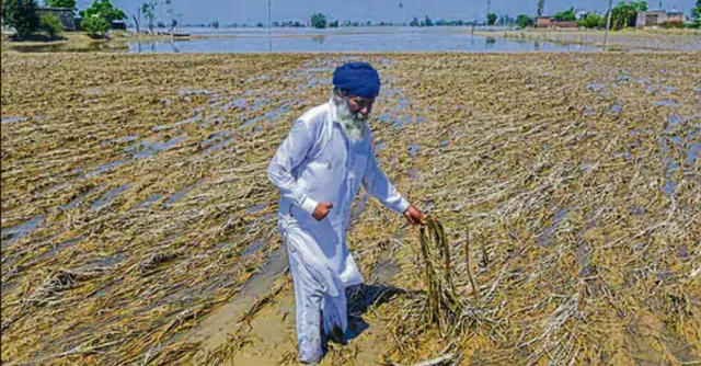 Punjab Breaks 70-Year Record For October Rainfall, Crops Suffer ...