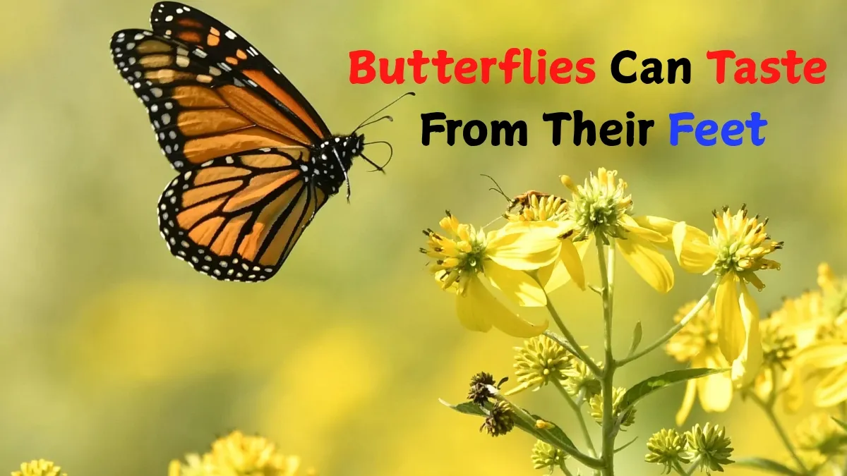 Did You Know Butterflies Can Taste With Their Feet? Here’s The Science ...