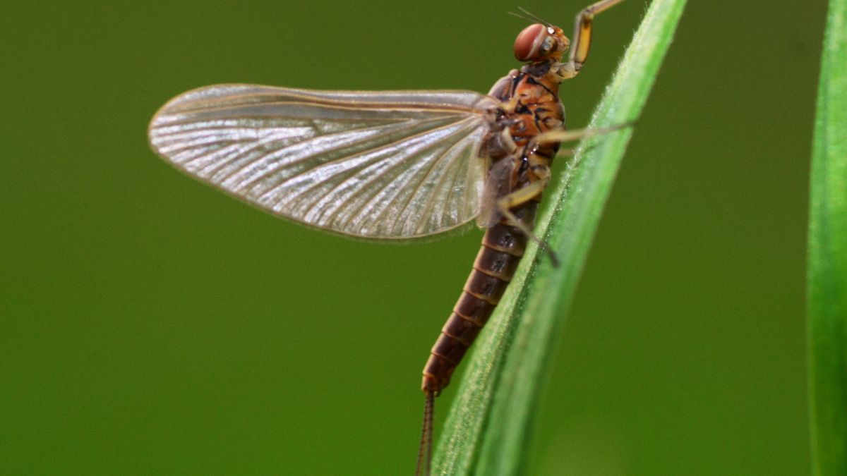 Did You Know Which Animal Has The Shortest Lifespan? The Answer Will ...