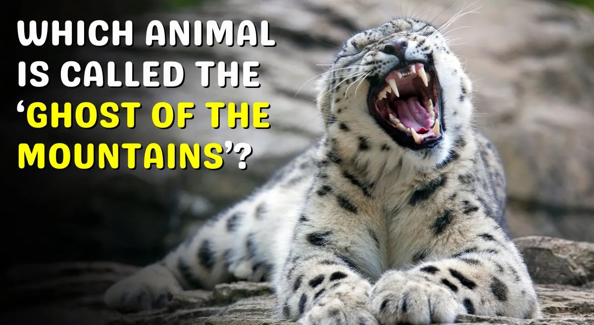 Which Animal Is Called The ‘Ghost Of The Mountains’? India Ranks Third ...
