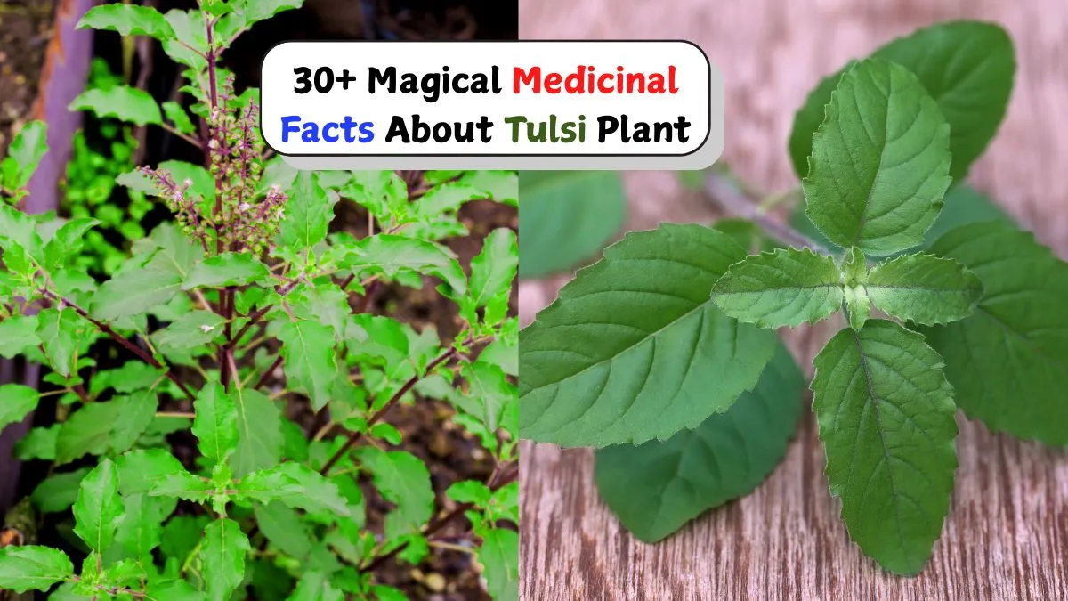 30+ Magical Medicinal Facts About Tulsi (Basil) Plant For Everyday Use