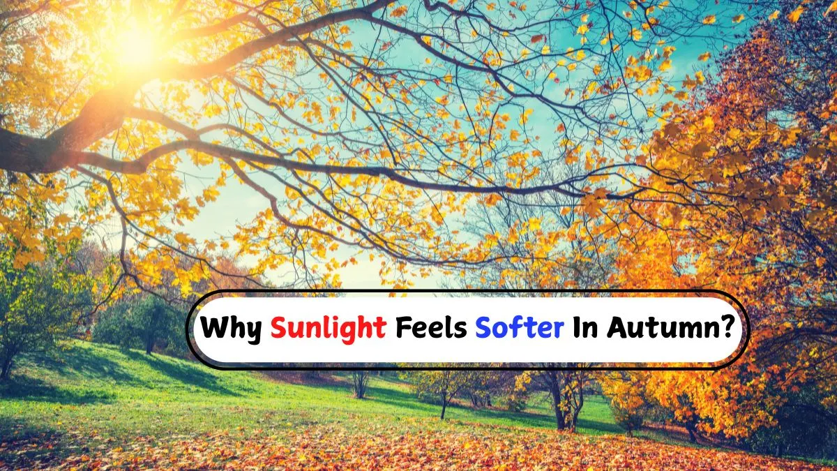 Why Does Sunlight Feel Softer And Golden In Autumn Season? Here’s The ...
