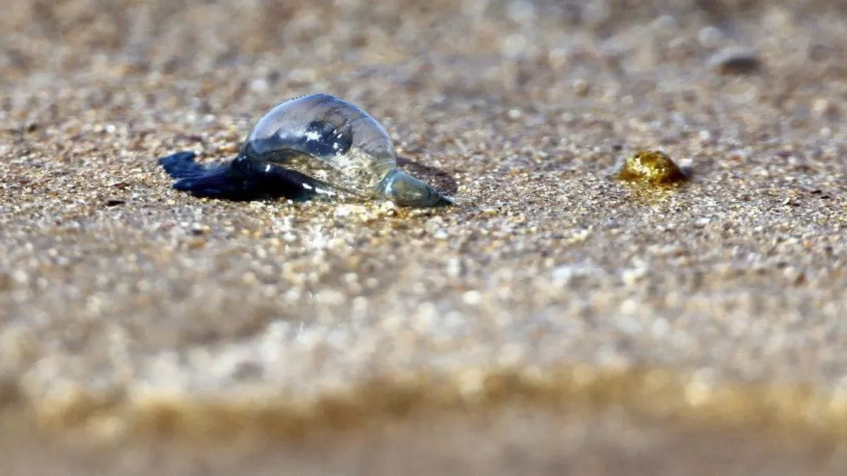'Floating Terrors' Spotted In Wales: Why These Colourful Portuguese Man ...