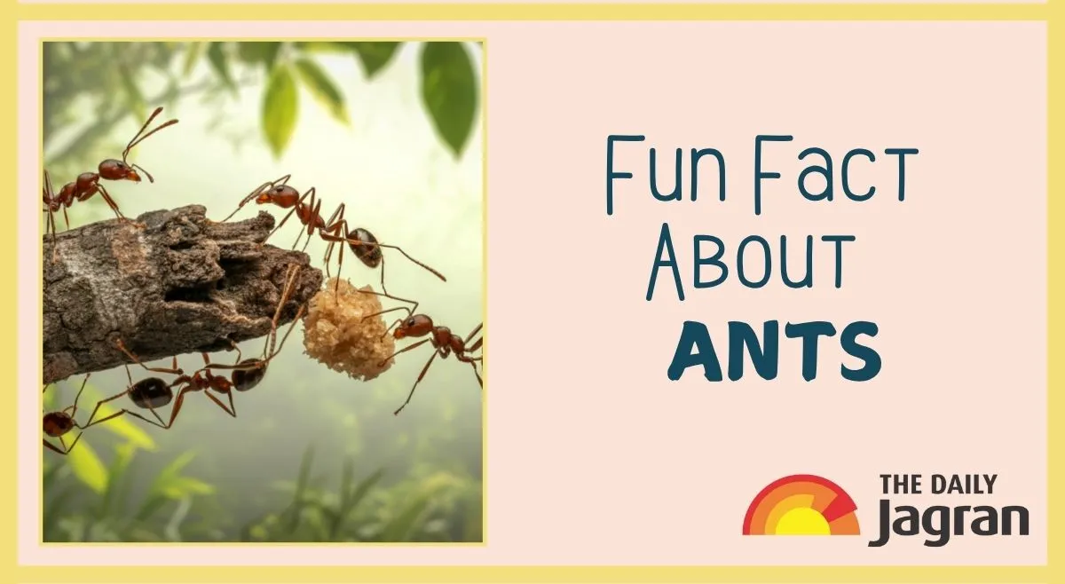 What Is A Group Of Ants Called? Check Out The Correct Term And Its ...