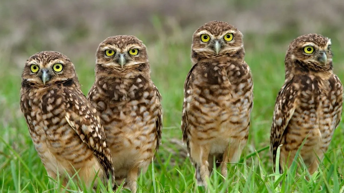 US Government’s Shocking Plan To Kill 450,000 Owls: Chilling Reason ...