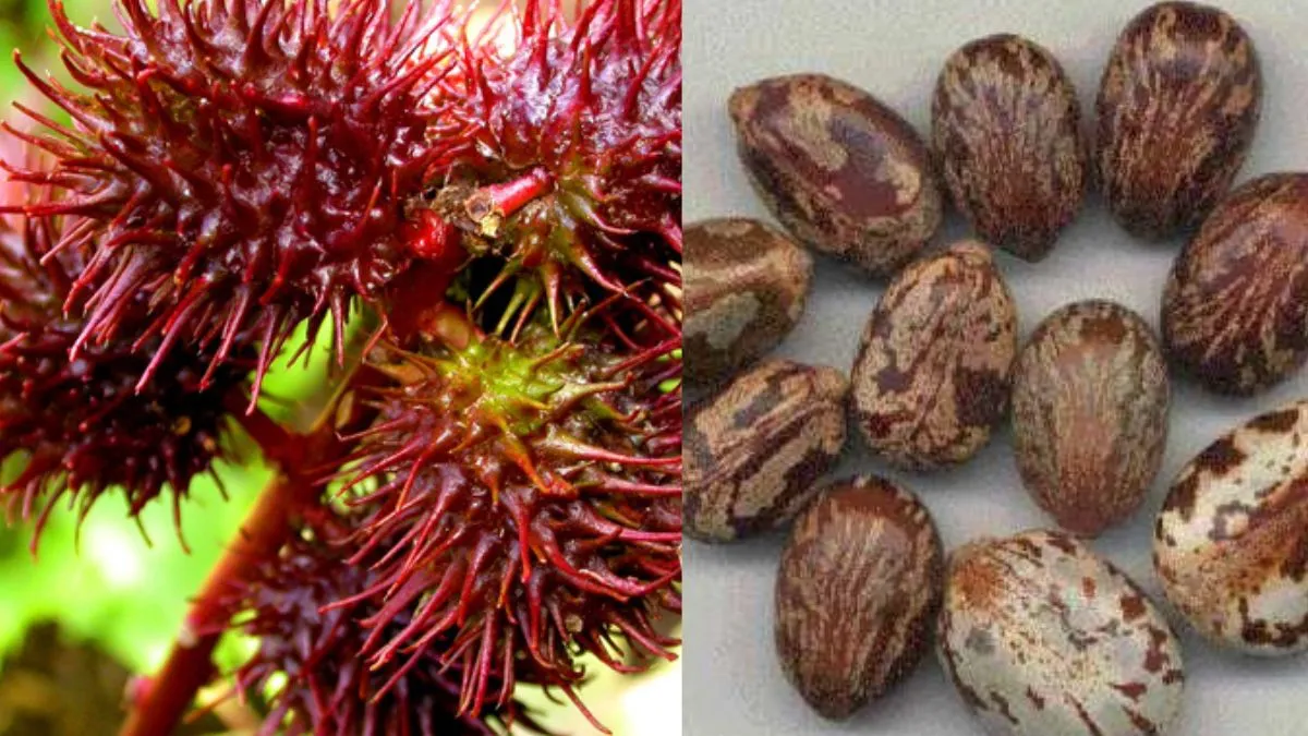 From Ancient Footprints To Modern Terrorism: Why Ricin Remains One of ...