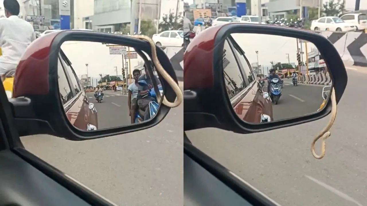 Snake Slithers Out Of Moving Car’s Side Mirror, Internet Shocked At ...