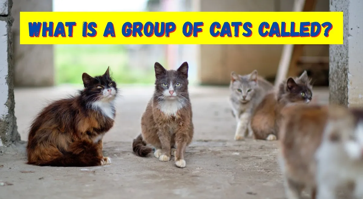 What Is A Group Of Cats Called? Know The Correct Term And Its ...