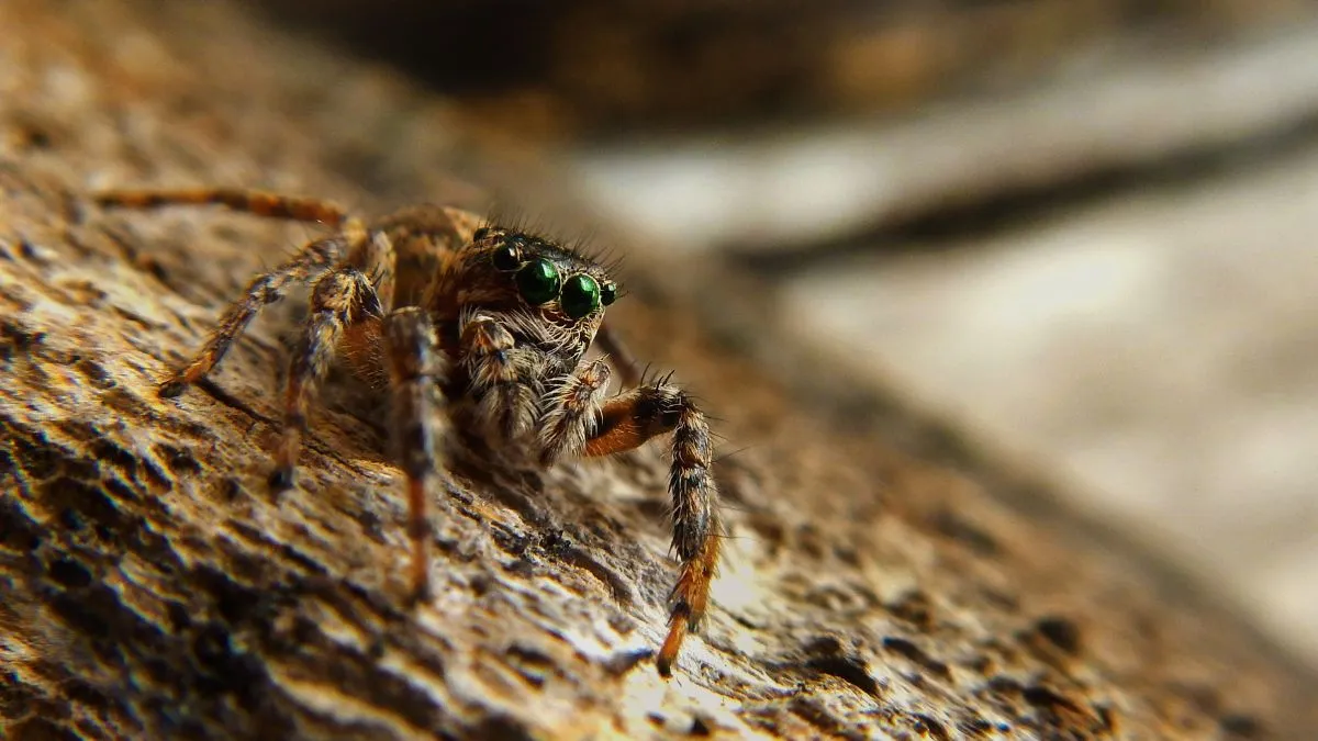 World's Biggest Spider Web Uncovers Shocking Secret: These Spiders Live ...