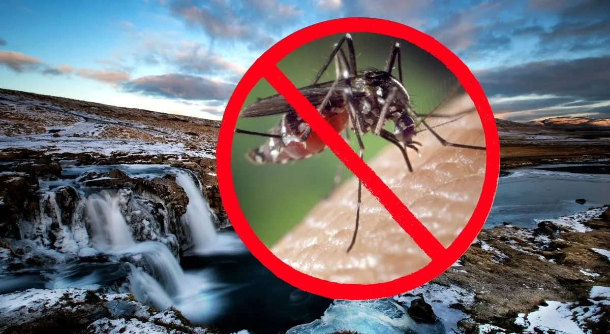 Which Is The Country With No Mosquitoes? Know Why Iceland Has Zero ...