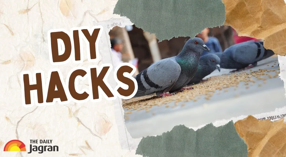 Pigeon Control DIY Hacks: Simple Tricks To Keep Your Balcony Clean ...