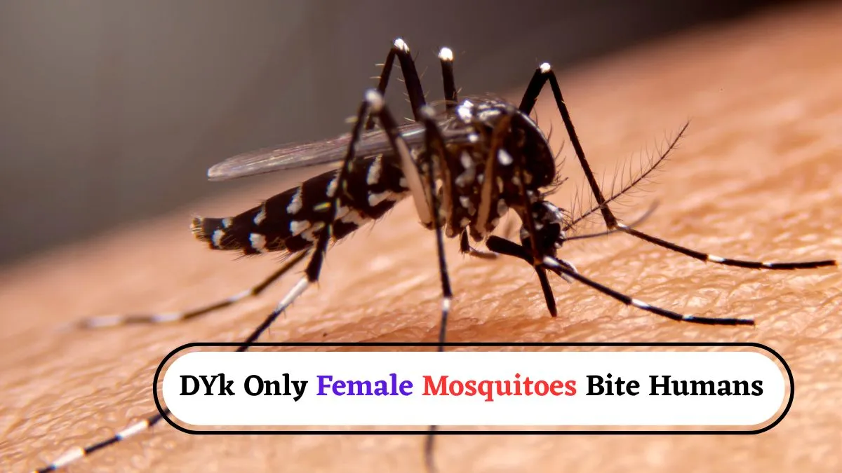 Did You Know Only Female Mosquitoes Bite Humans And Not Males? Here’s ...