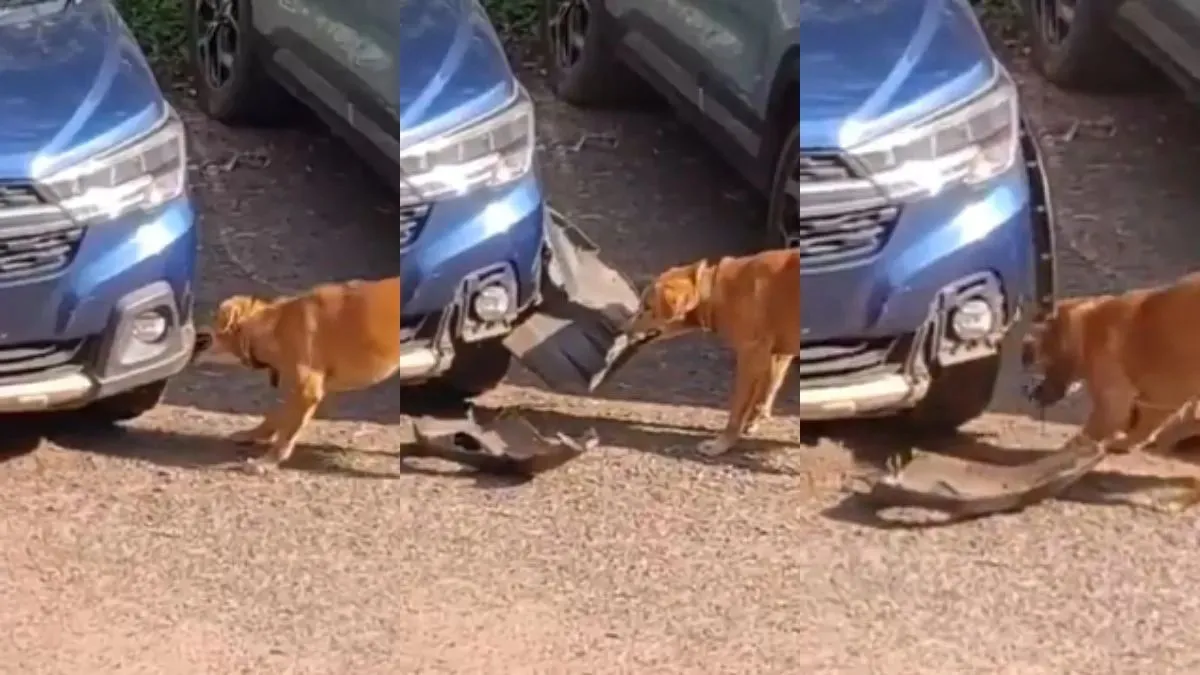 Watch: Stray Dog Uproots Car’s Fender; Here’s How Netizens Reacted To ...