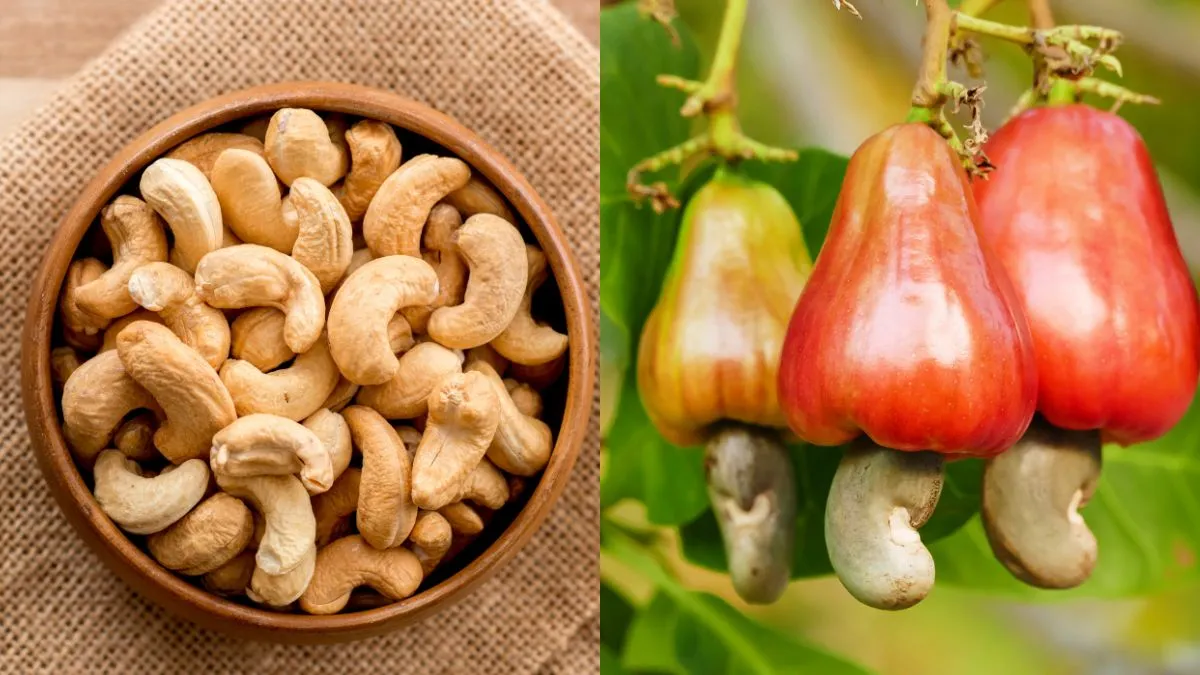 National Cashew Day: 30+ Interesting Facts About Cashew Nut- History ...