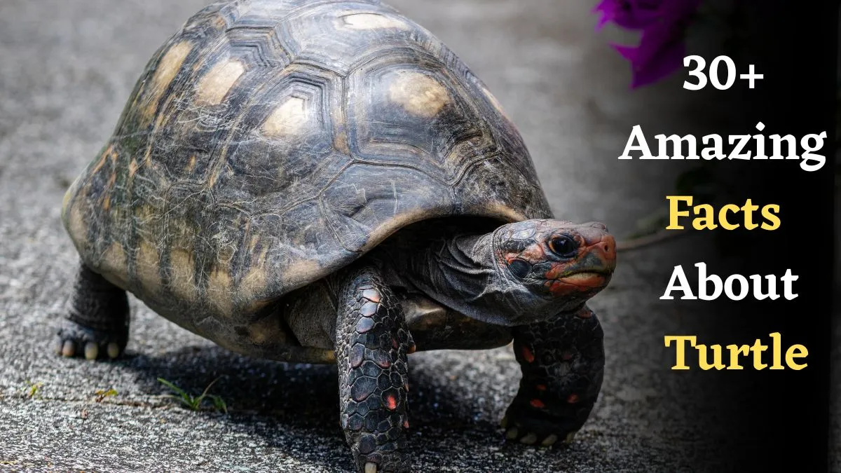 30+ Interesting Facts About Slow Yet Smart Creature Turtle| Turtle Adoption Day 2025