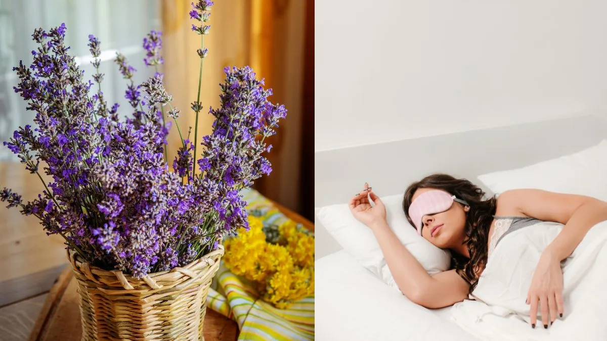 5 Bedroom Plants That Cure Insomnia And Help You Sleep Better