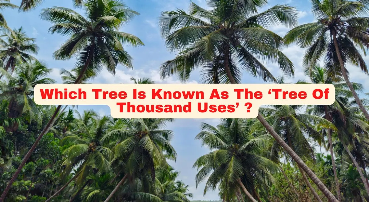 Do You Know Which Tree Is Known As The ‘Tree Of Thousand Uses’ And Why?