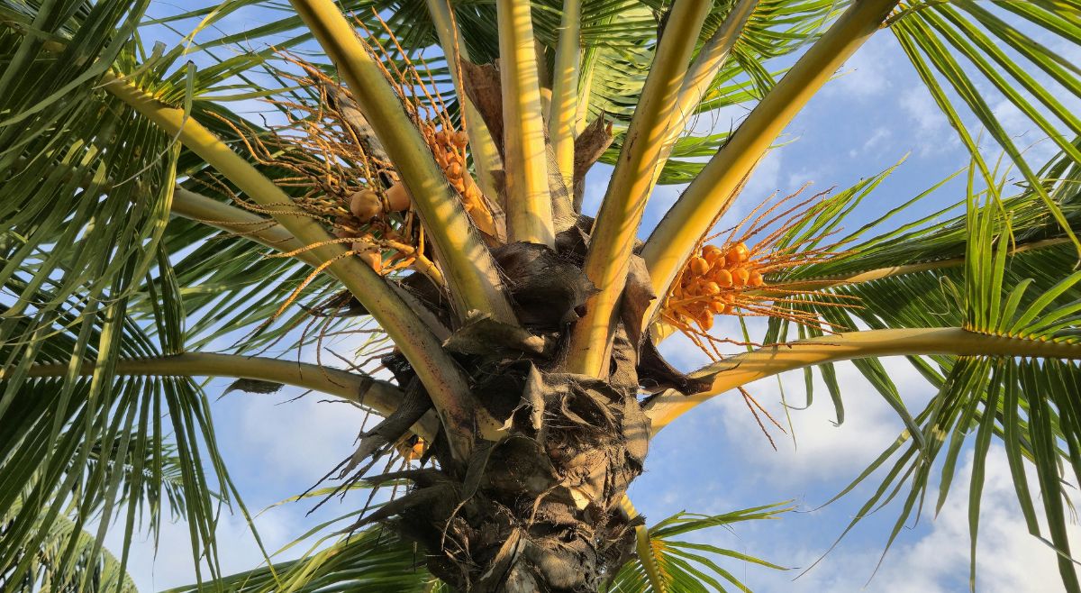 Do You Know Which Tree Is Known As The ‘Tree Of Thousand Uses’ And Why?