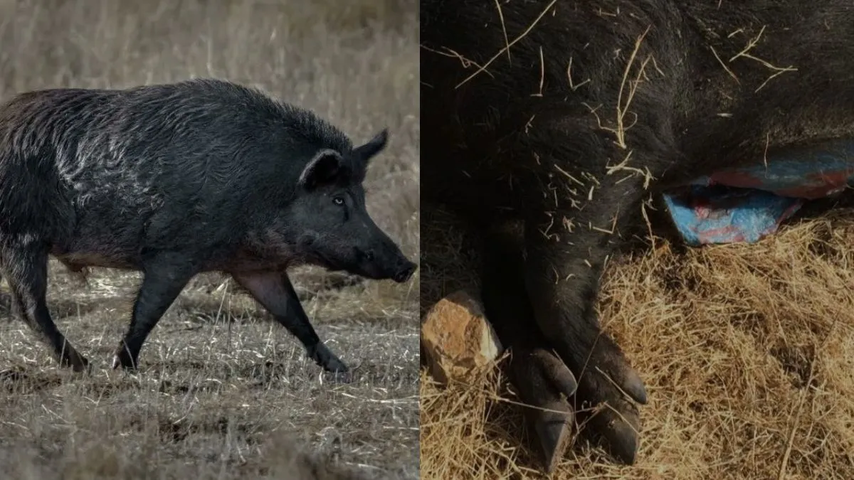 California Hunters Stunned As Wild Pigs Turn ‘Neon Blue’: Scientists ...