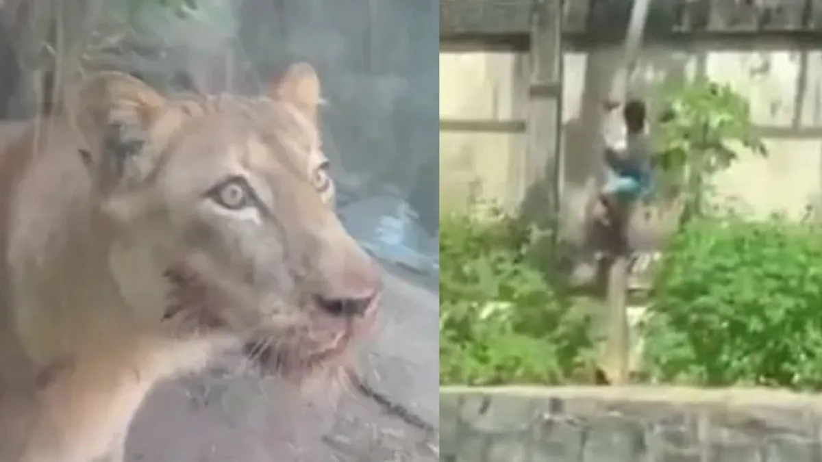Brazil Zoo Tragedy: Teen With Schizophrenia Killed by Lioness After ...