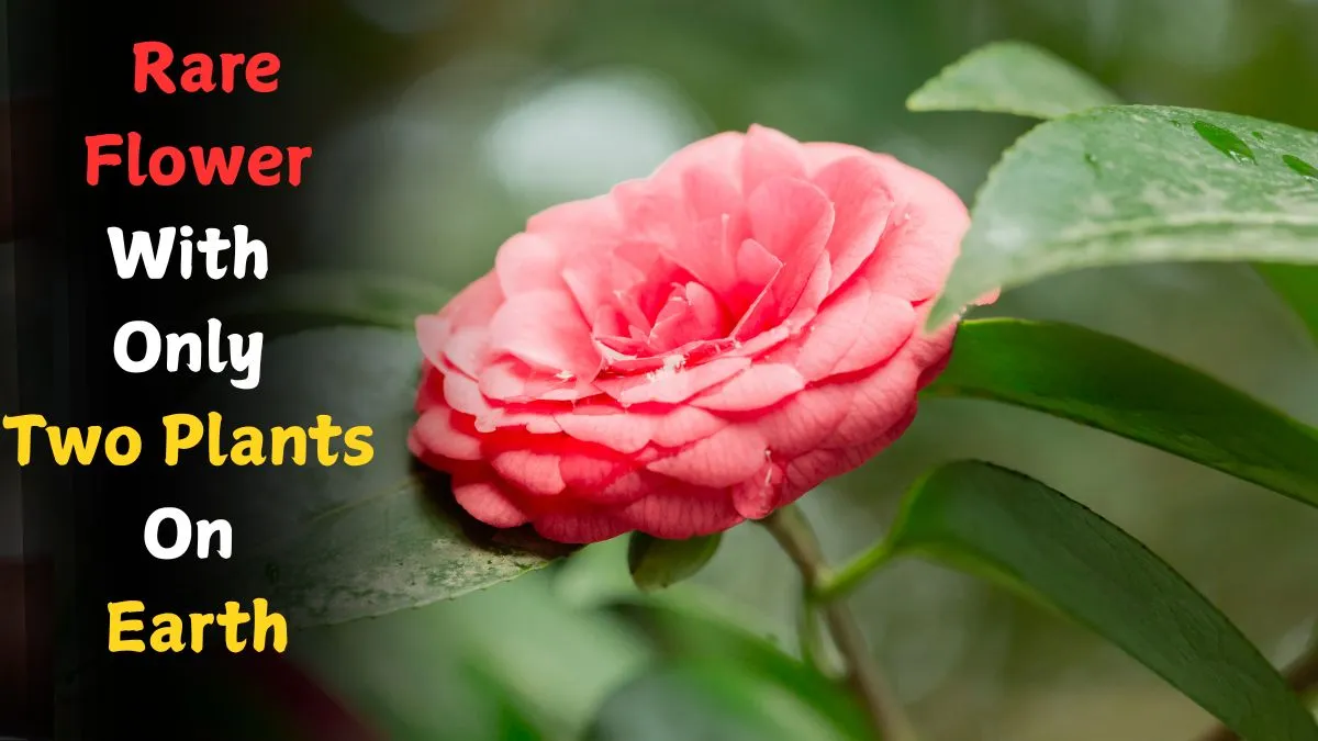 Do You Know This Rare Flower Blooms On Only Two Plants In The World ...