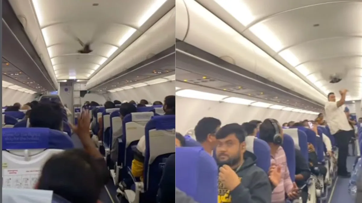 Bengaluru-Vadodara IndiGo Flight: Video Of Flying Pigeon Inside ...